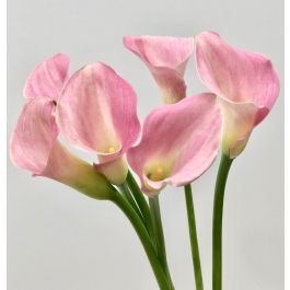 Pink Mini Calla Lilies