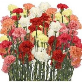Assorted Color Carnations