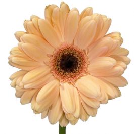 Peach Gerbera Daisies