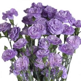 Lavender Mini Carnations