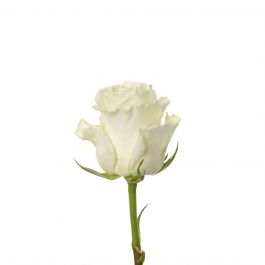 White Standard First Lady Rose