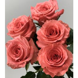 Coral Standard Amsterdam Rose