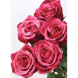 Hot Pink Long Stem Cherry O Rose
