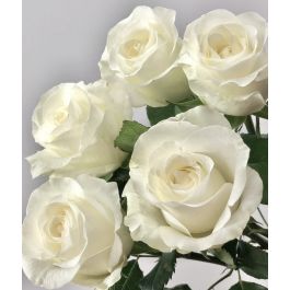 White Long Stem Akito Rose