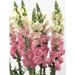 Light Pink Snapdragons